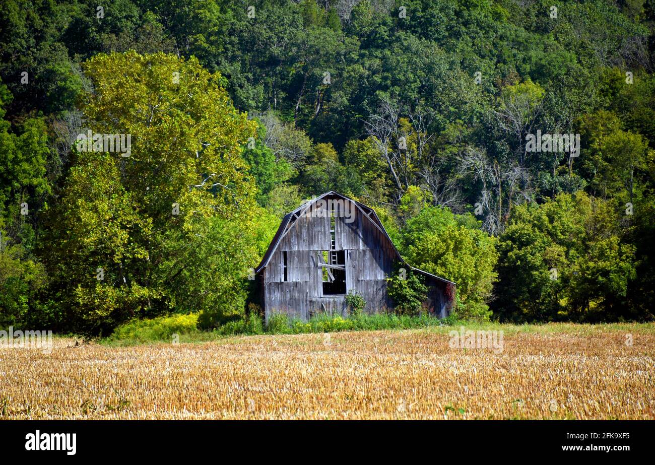 Rustic barn, sits in a harvested field of corn. Barn is weathered and ...