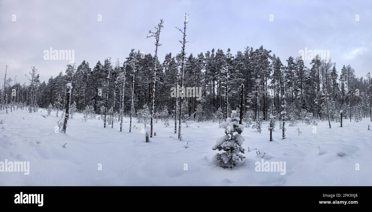 The forest, swampy pinery is covered with deep snow after several days ...
