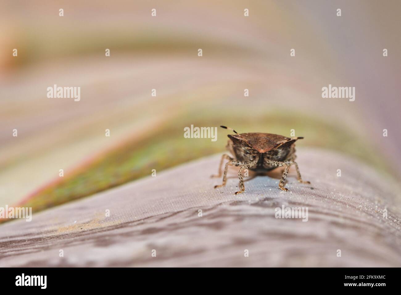 Asian stink bug, alien dangerous insect pest invasive Stock Photo - Alamy