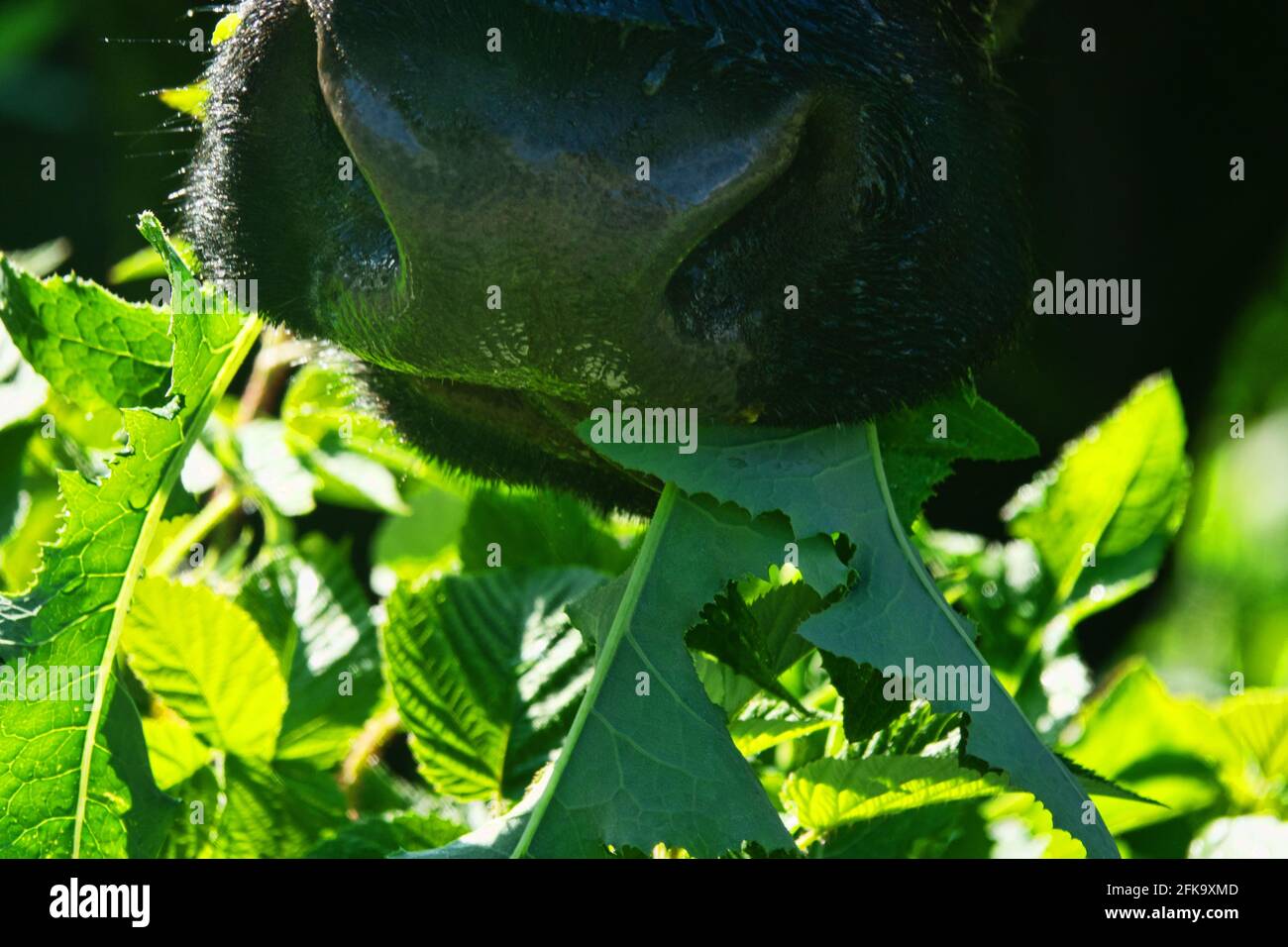 Close-up of a black chewing cow's face, masticate the grass Stock Photo ...