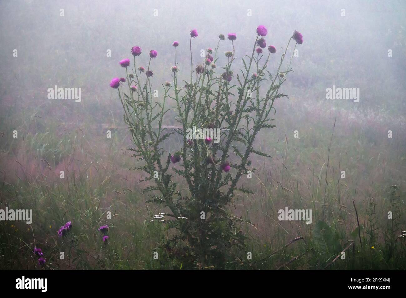 Mist thistle hi-res stock photography and images - Alamy