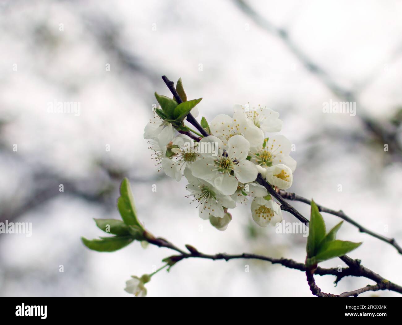 White plum tree hi-res stock photography and images - Alamy