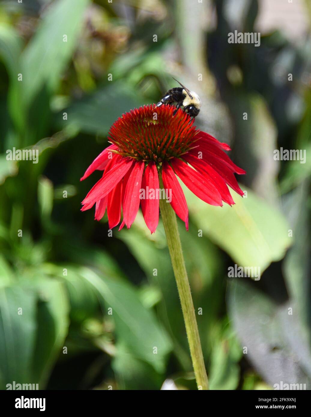 Long stigma flower hi-res stock photography and images - Alamy