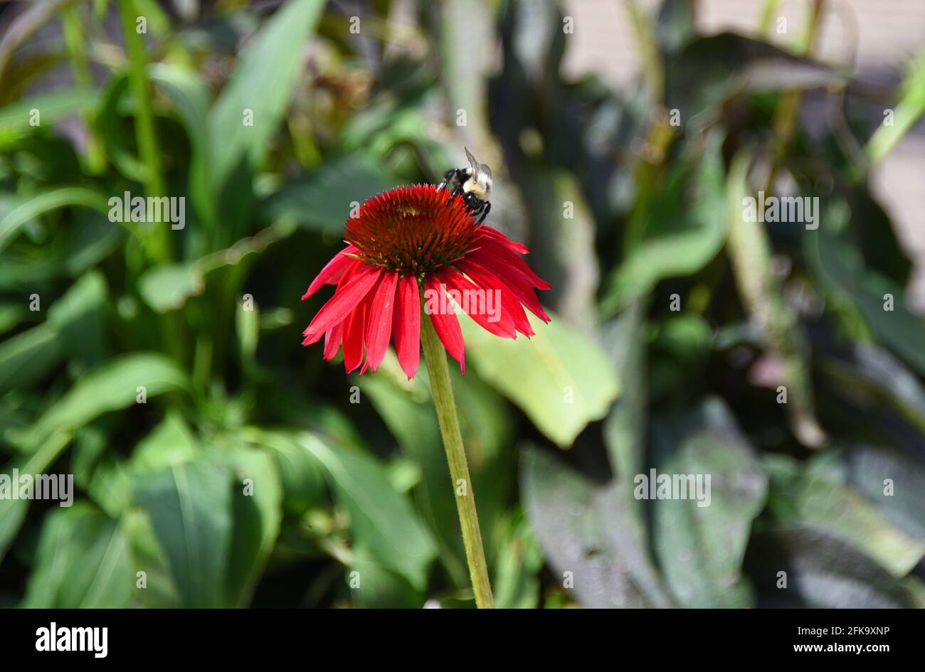Bee explores and collects pollen from a tall, red cone flower in garden ...