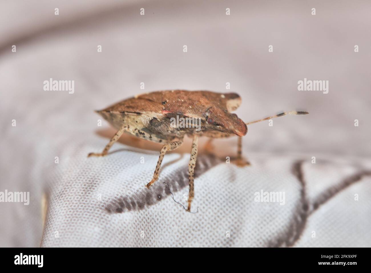 Invasive arthropods insects hi-res stock photography and images - Alamy