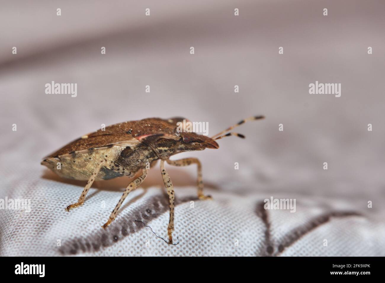 Asian stink bug, alien dangerous insect pest invasive Stock Photo - Alamy