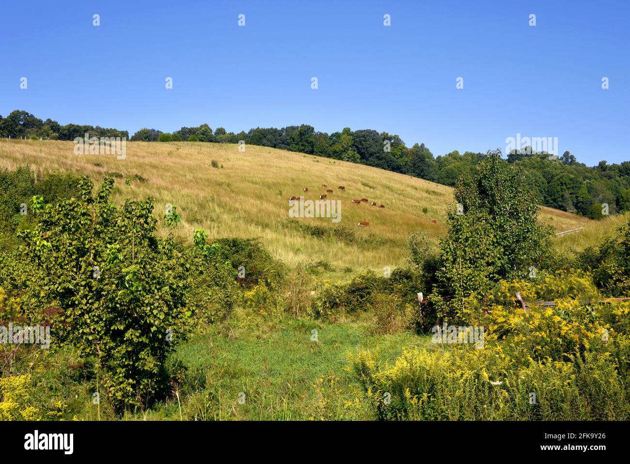 Cattle graze on an Eastern Tennessee hillside. Herd is Herefords, red ...