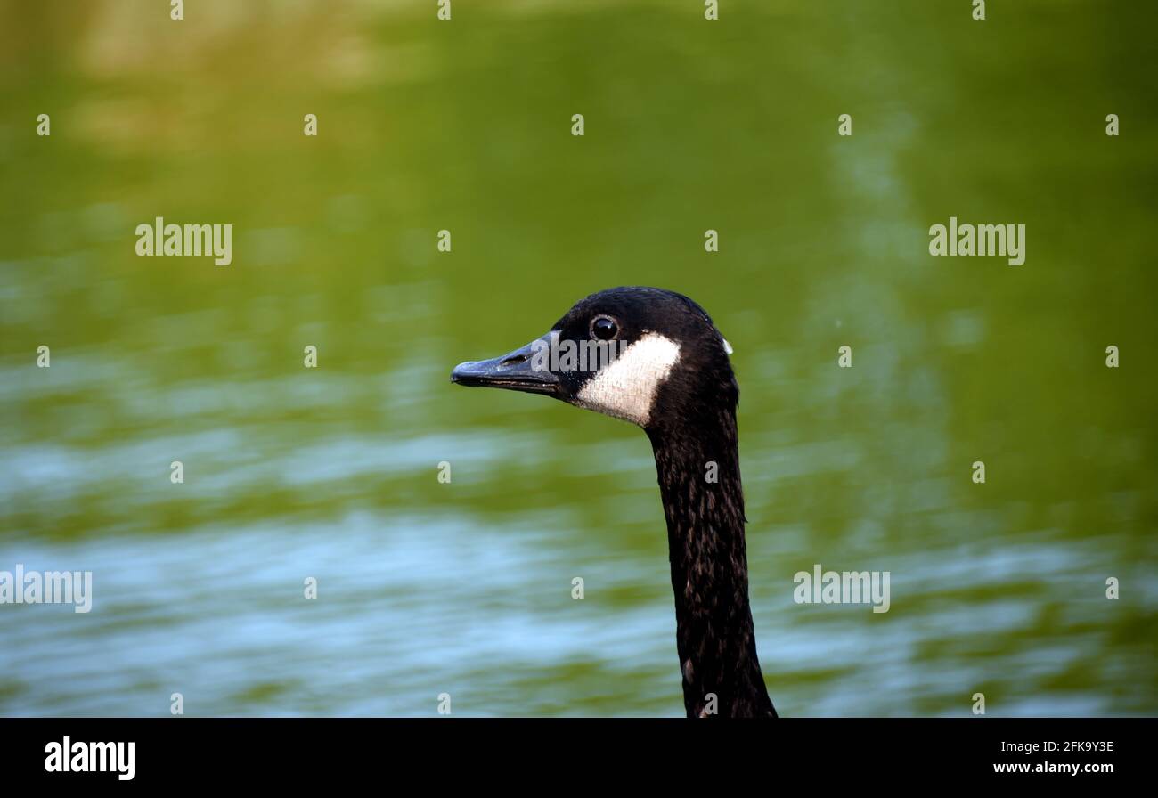 Canadian Goose stands in profile against a pool of water. Closeup shows ...