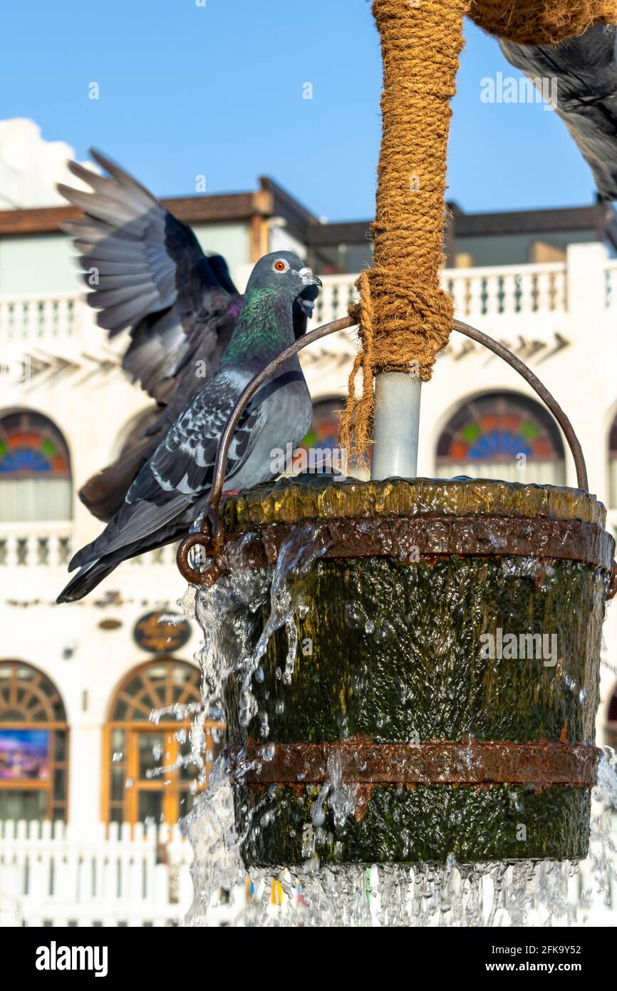 Homing Pigeons High Resolution Stock Photography and Images - Alamy