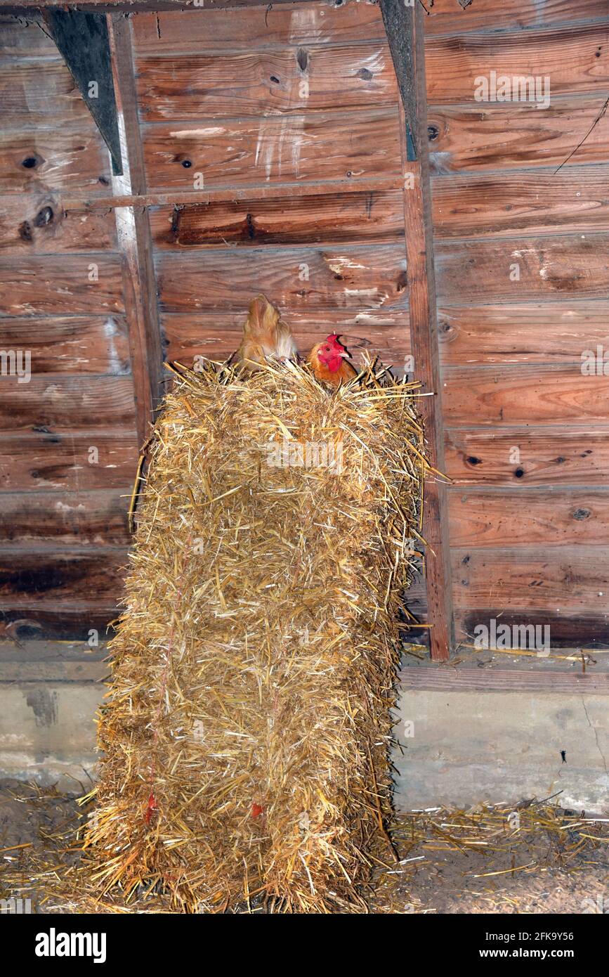Little red hen hi-res stock photography and images - Alamy