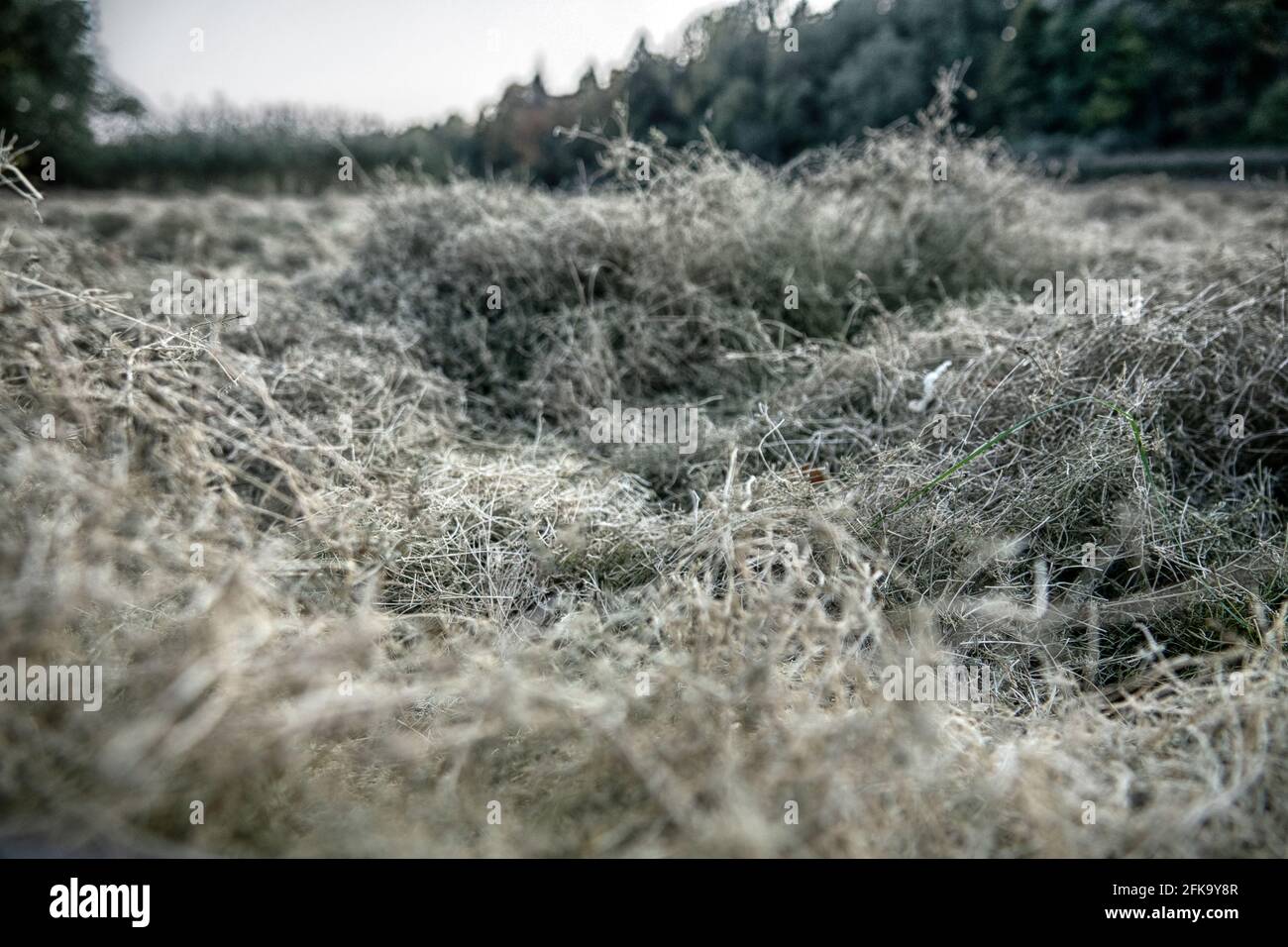 Drying up the lake - ephemeral impounded body Stock Photo - Alamy