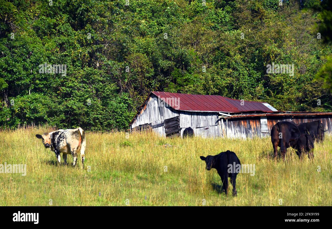 Group of cows graze the deep grass of a pasture. Rustic, wooden barn ...