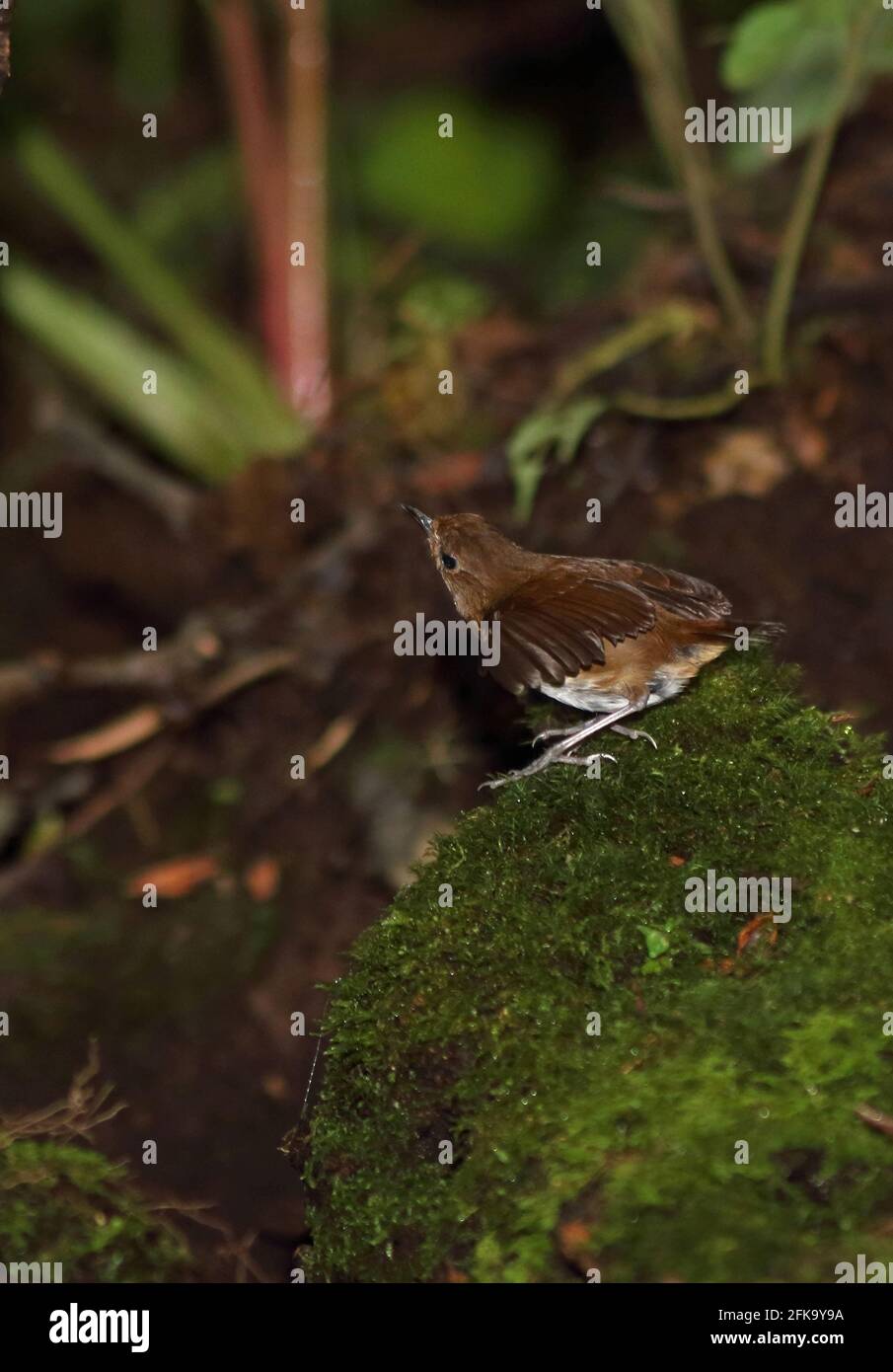 Lesser Shortwing (Brachypteryx leucophris leucophris) adult about to ...