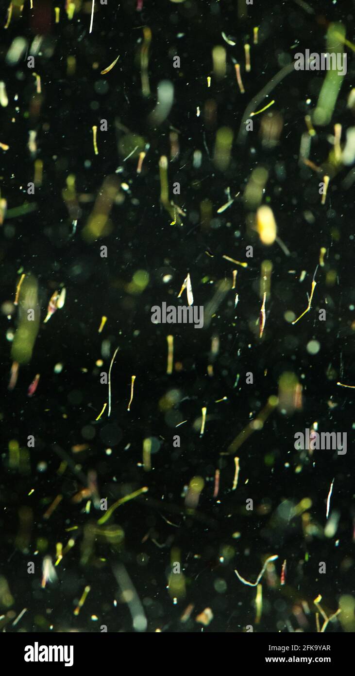 Aqua bio background with particles of plant origin ultra macro ...