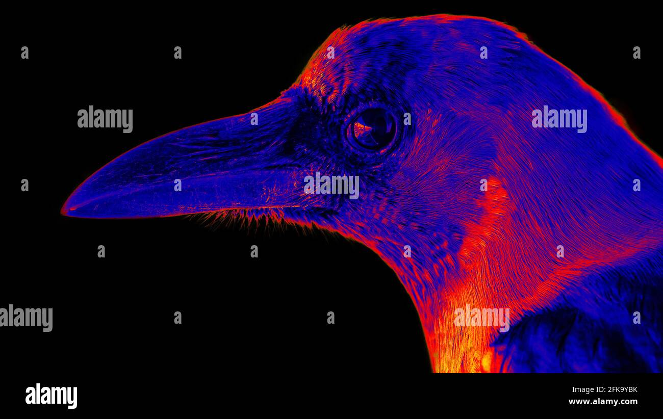 Indian House crow (Corvus splendens) in scientific high-tech thermal ...