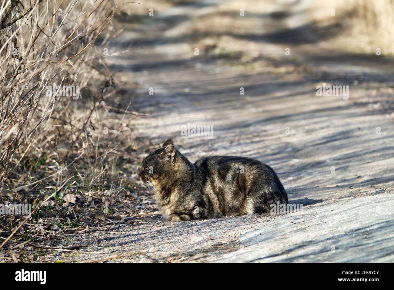 Wild stray cat in village. A very wayward and cunning cat walks around ...