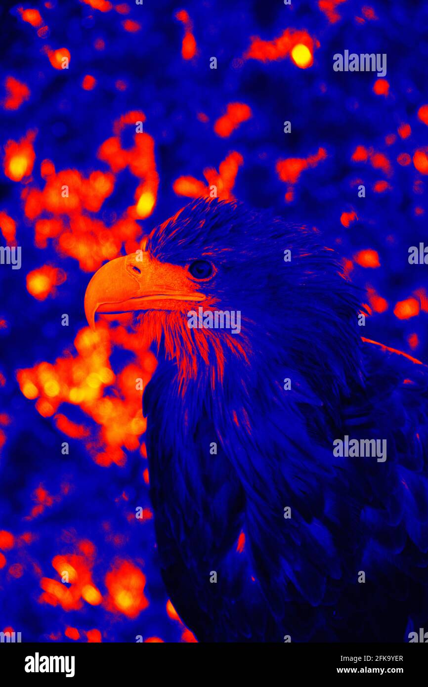 Portraits of sea eagle. Scanning the animal's body temperature with a ...