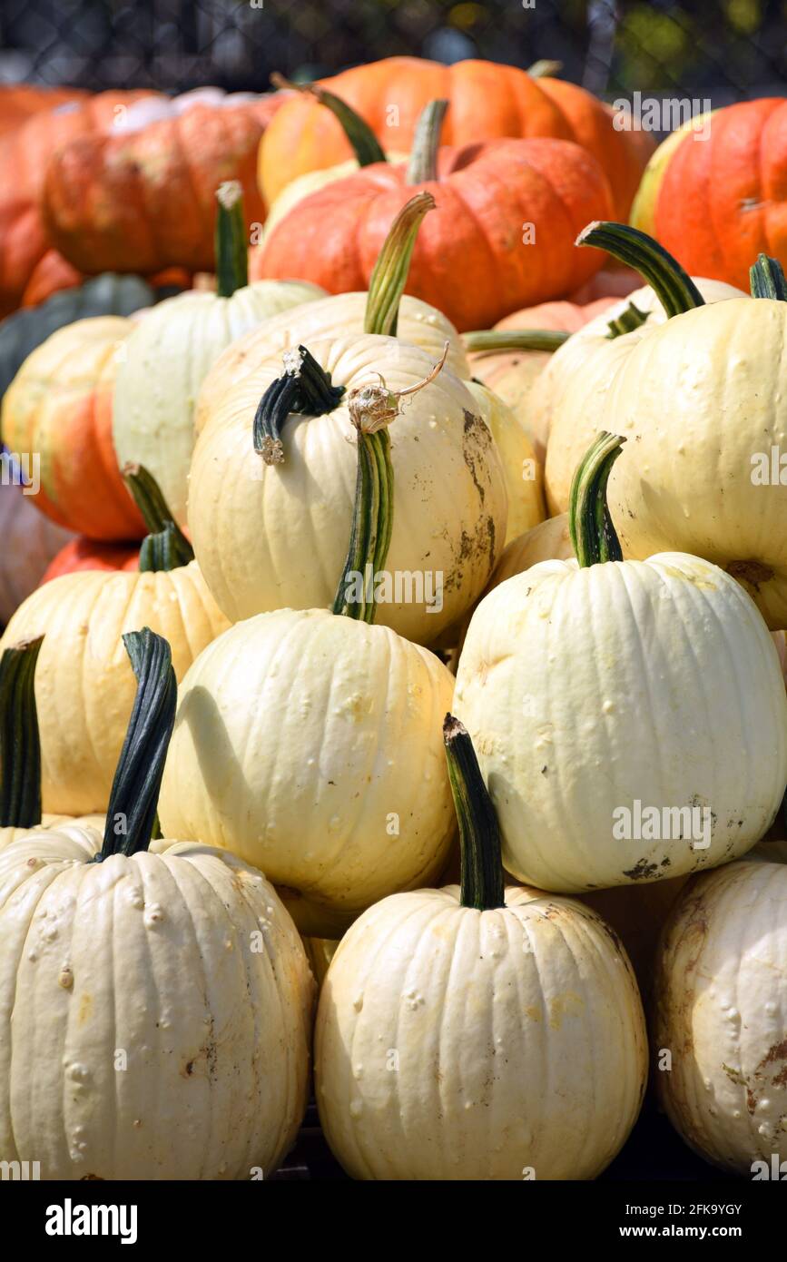 Stack of white pumpkins sit below some orange pumpkins. All are for ...
