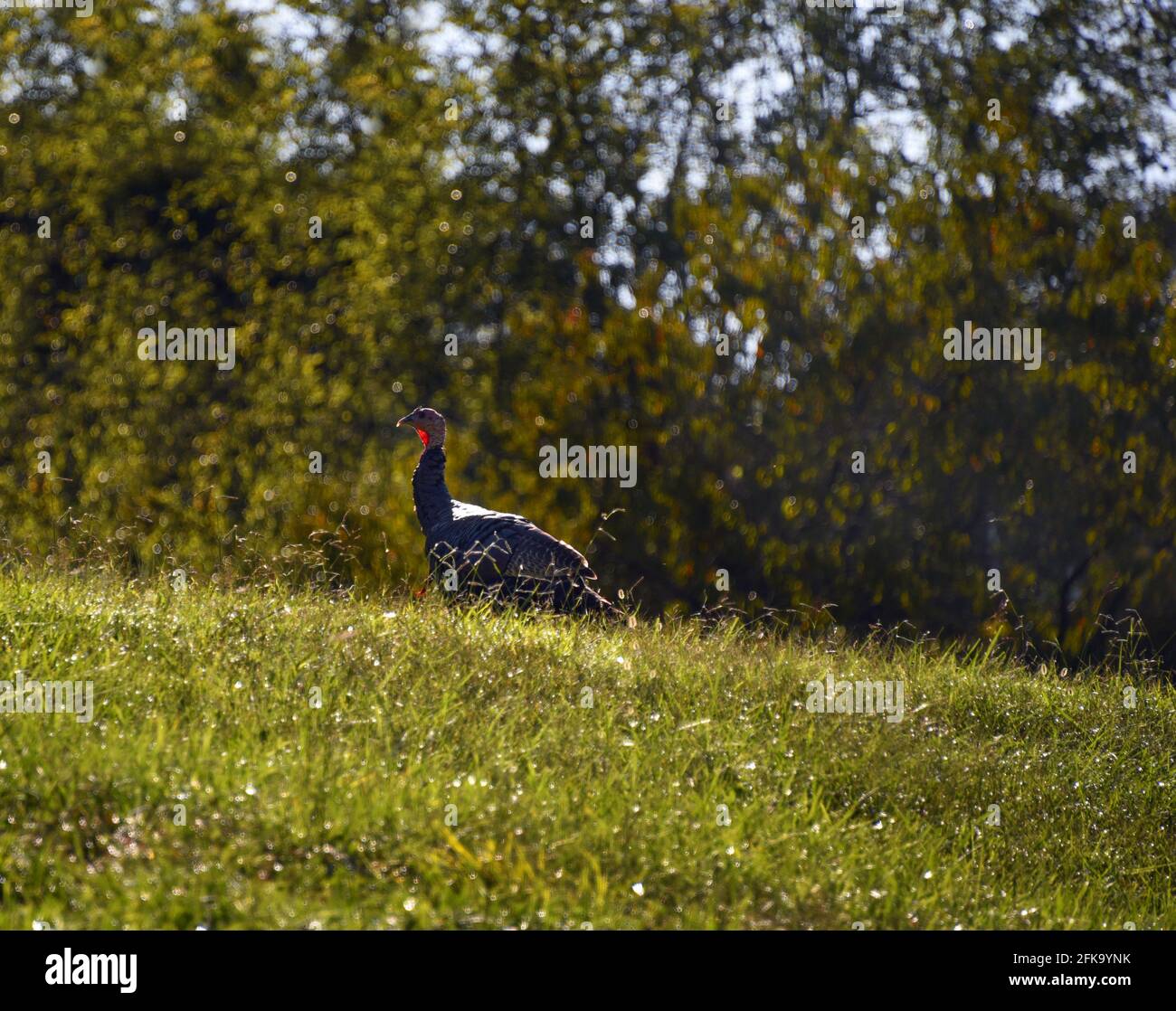 Turkey waddle hi-res stock photography and images - Alamy