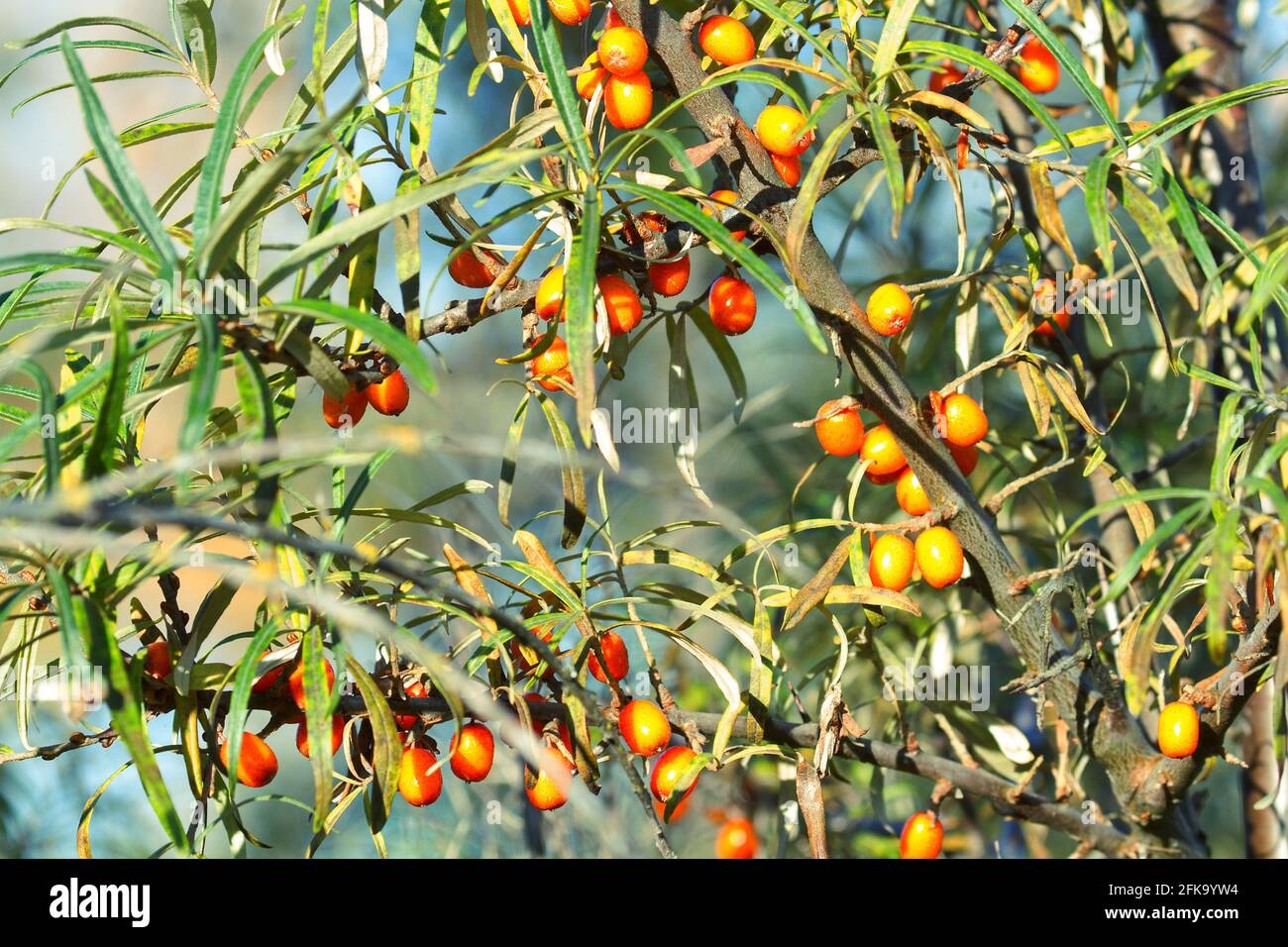 Wilde Sea buckthorn (Hippophae rhamnoides) in the north of Europe ...