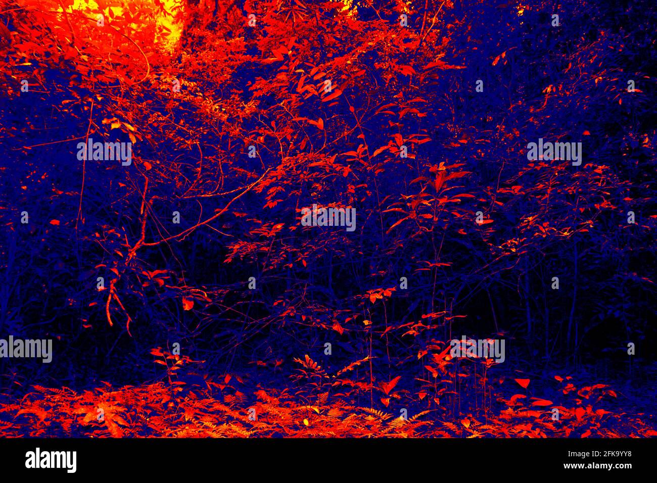 National park. Thermal imager used. Mysterious and frightening jungle ...