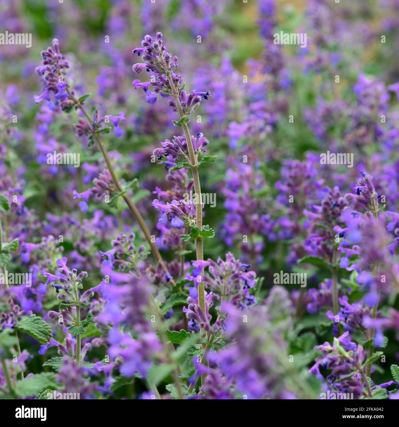 Blue flower stalk of Siphilitic Lobelie (Lobelia siphilitica Stock ...