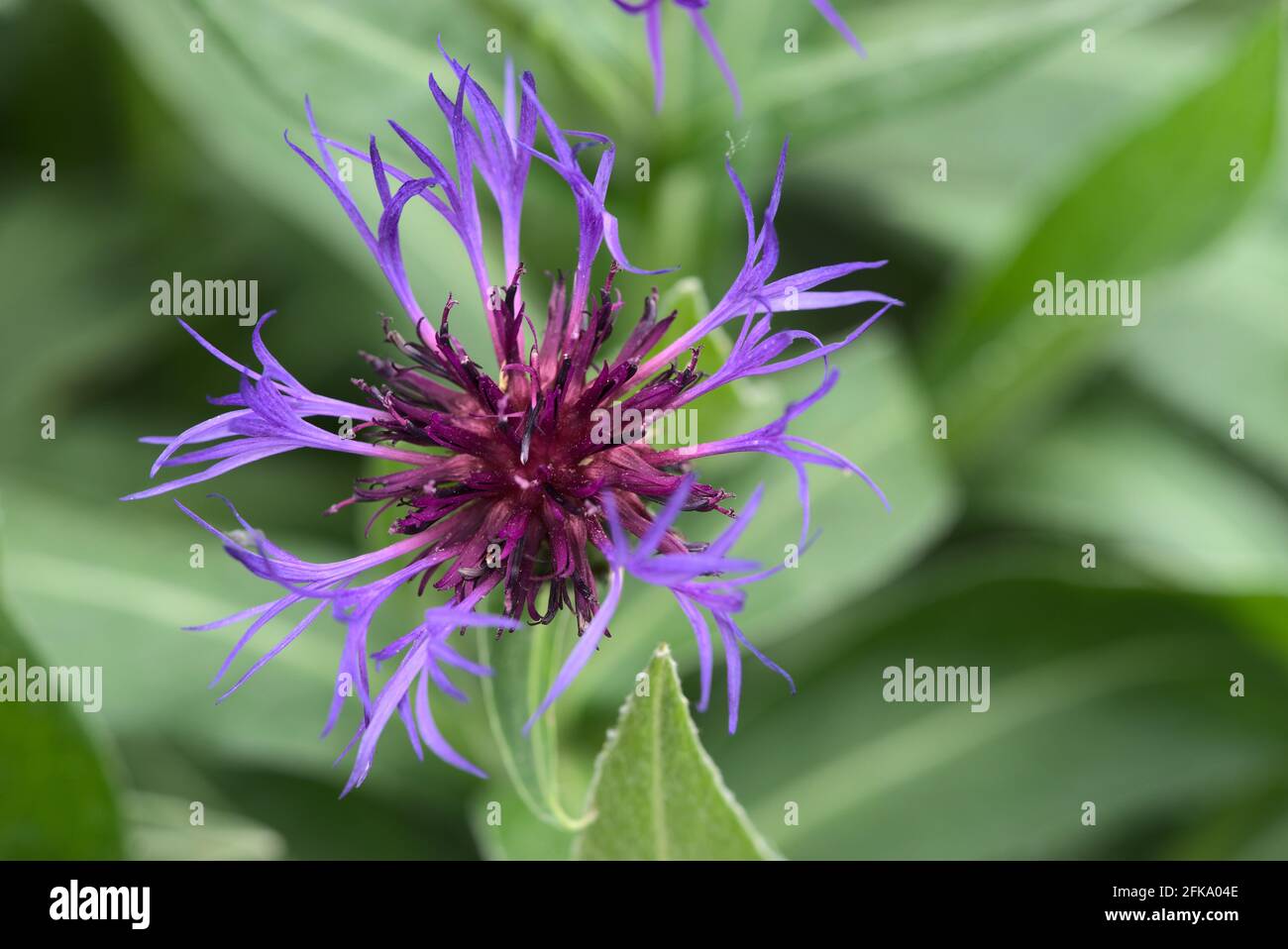Blue mountain knapweed hi-res stock photography and images - Alamy