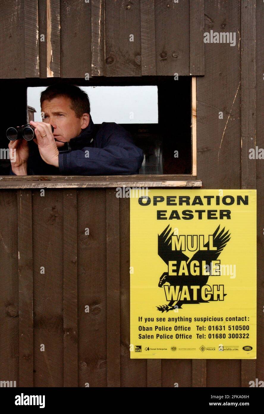 DAVID SEXTON,MULL OFFICER OF THE RSPB,WATCHES WHITE TAILED SEA EAGLES ...