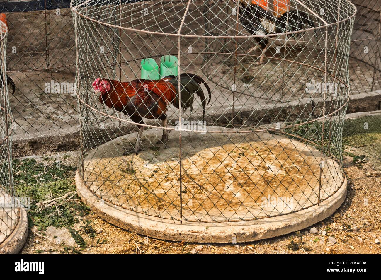 Battle rooster (heeler) in a cage before a fight. Cock fighting in ...