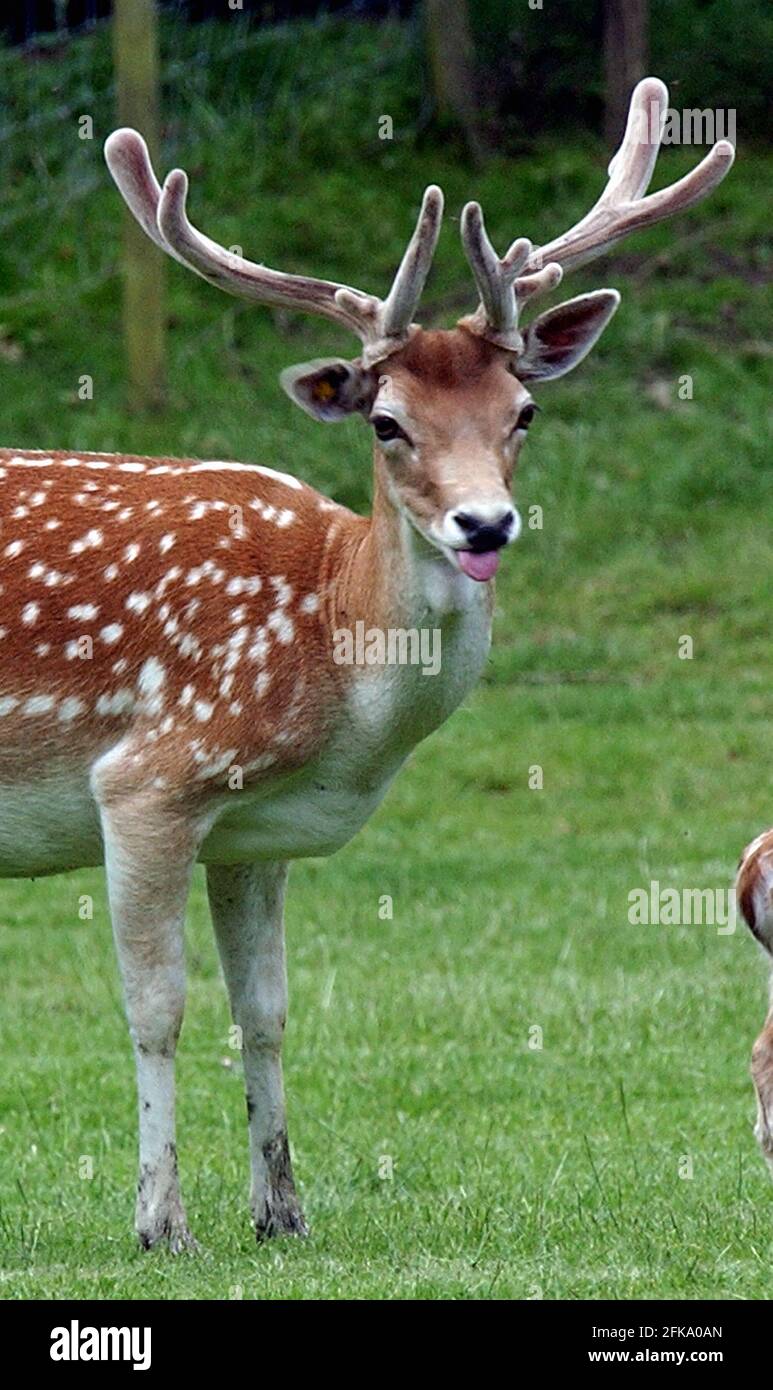 Father deer and fawn hi-res stock photography and images - Alamy