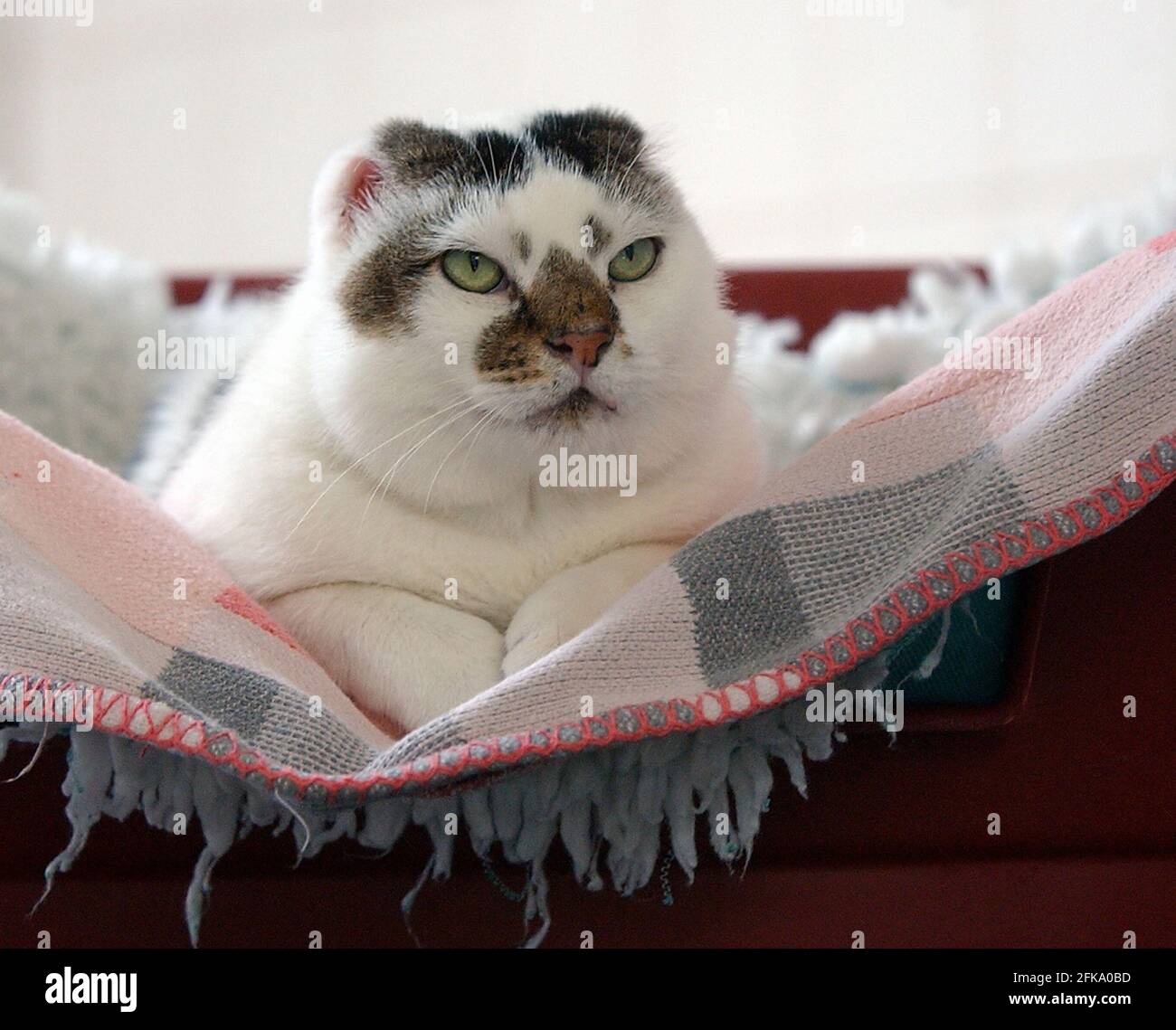 VINNIE THE CAT WITH NO EARS. PIC MIKE WALKER, 2002 Stock Photo - Alamy