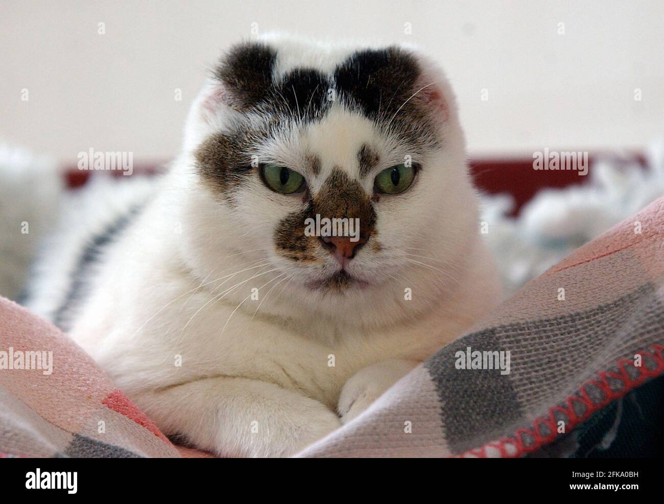 VINNIE THE CAT WITH NO EARS. PIC MIKE WALKER, 2002 Stock Photo - Alamy
