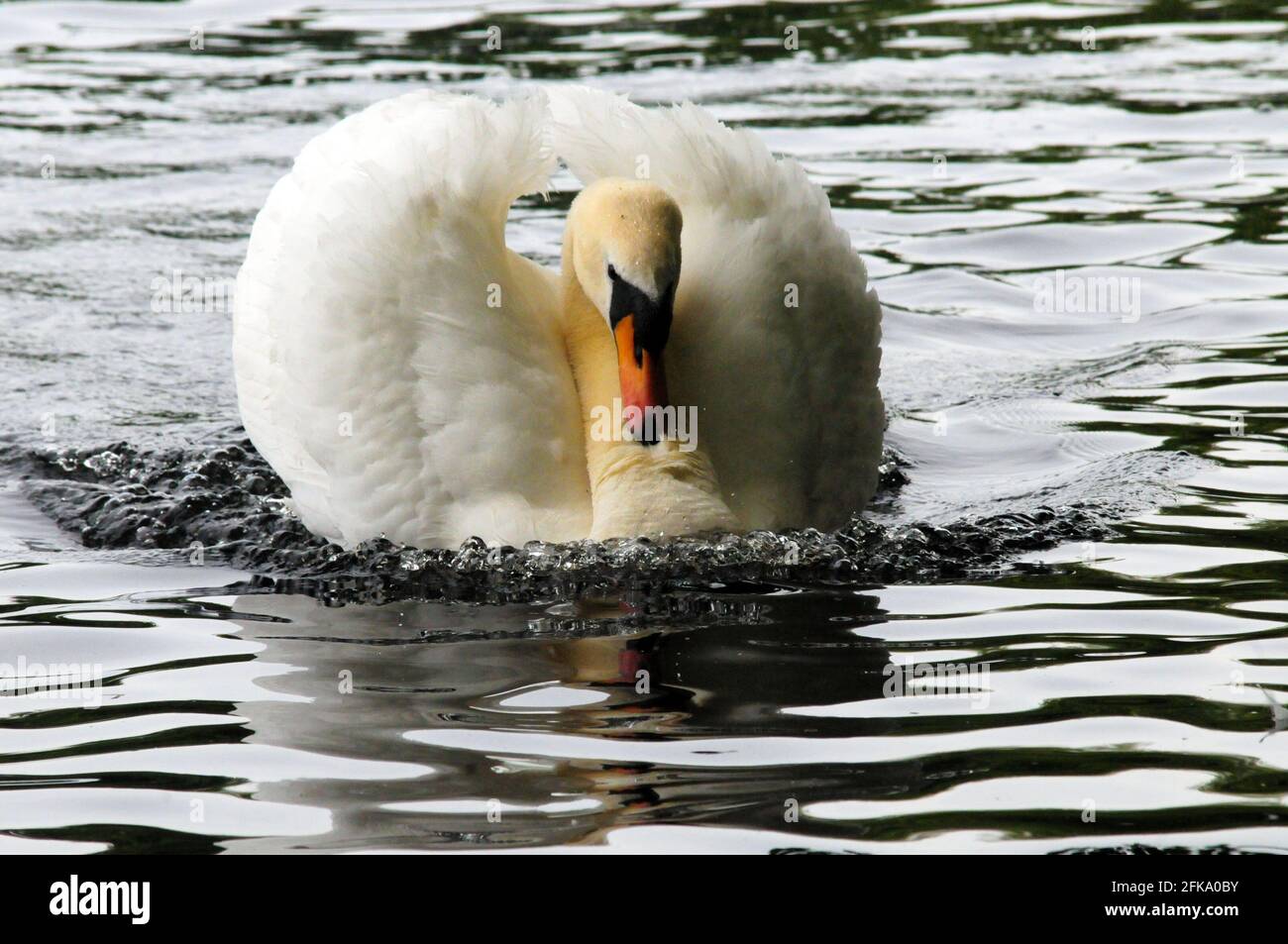 Proud animals hi-res stock photography and images - Alamy