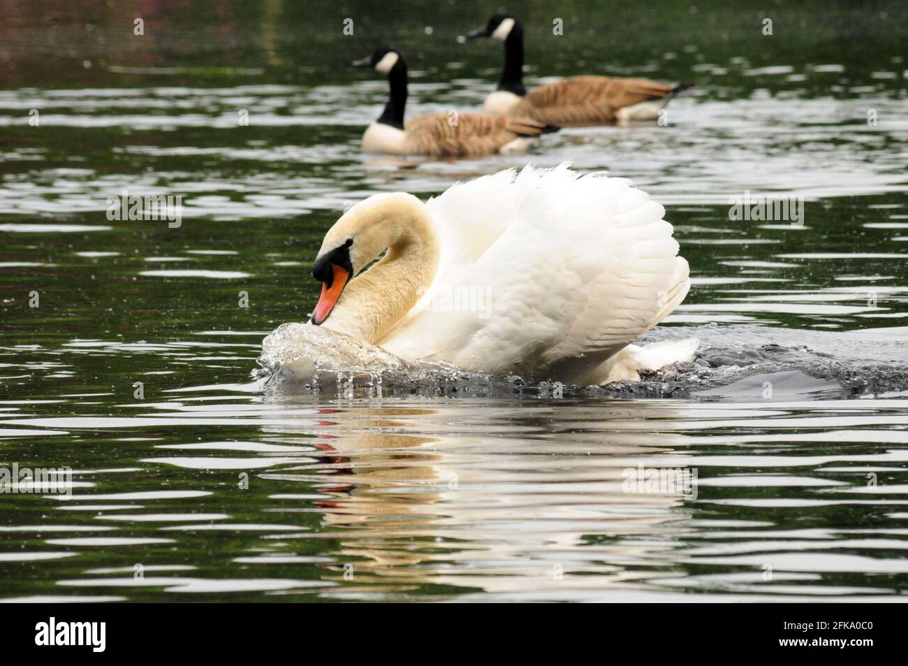 Angry swan hi-res stock photography and images - Alamy