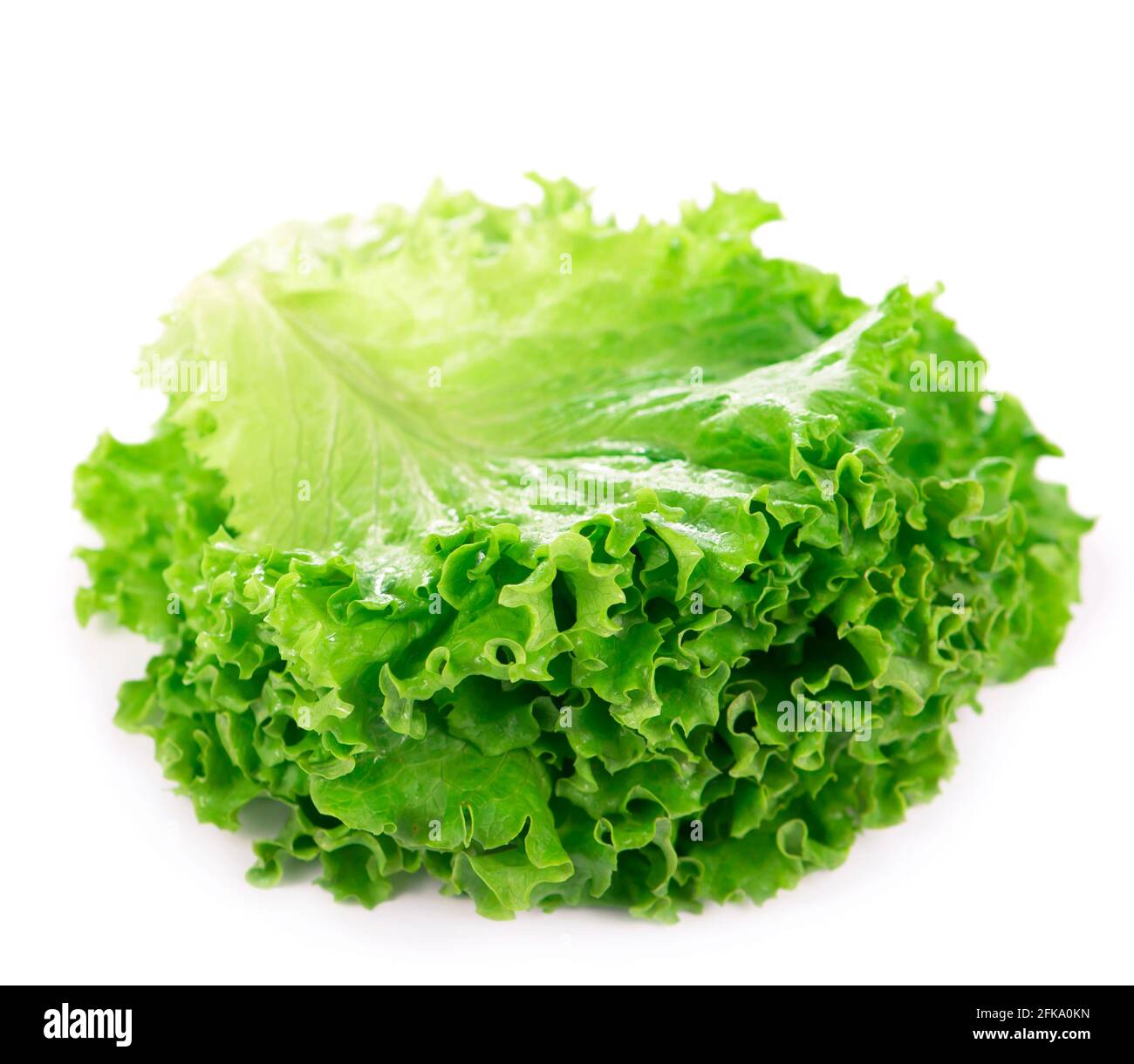 Freshness green leaf lettuce on white background Stock Photo - Alamy