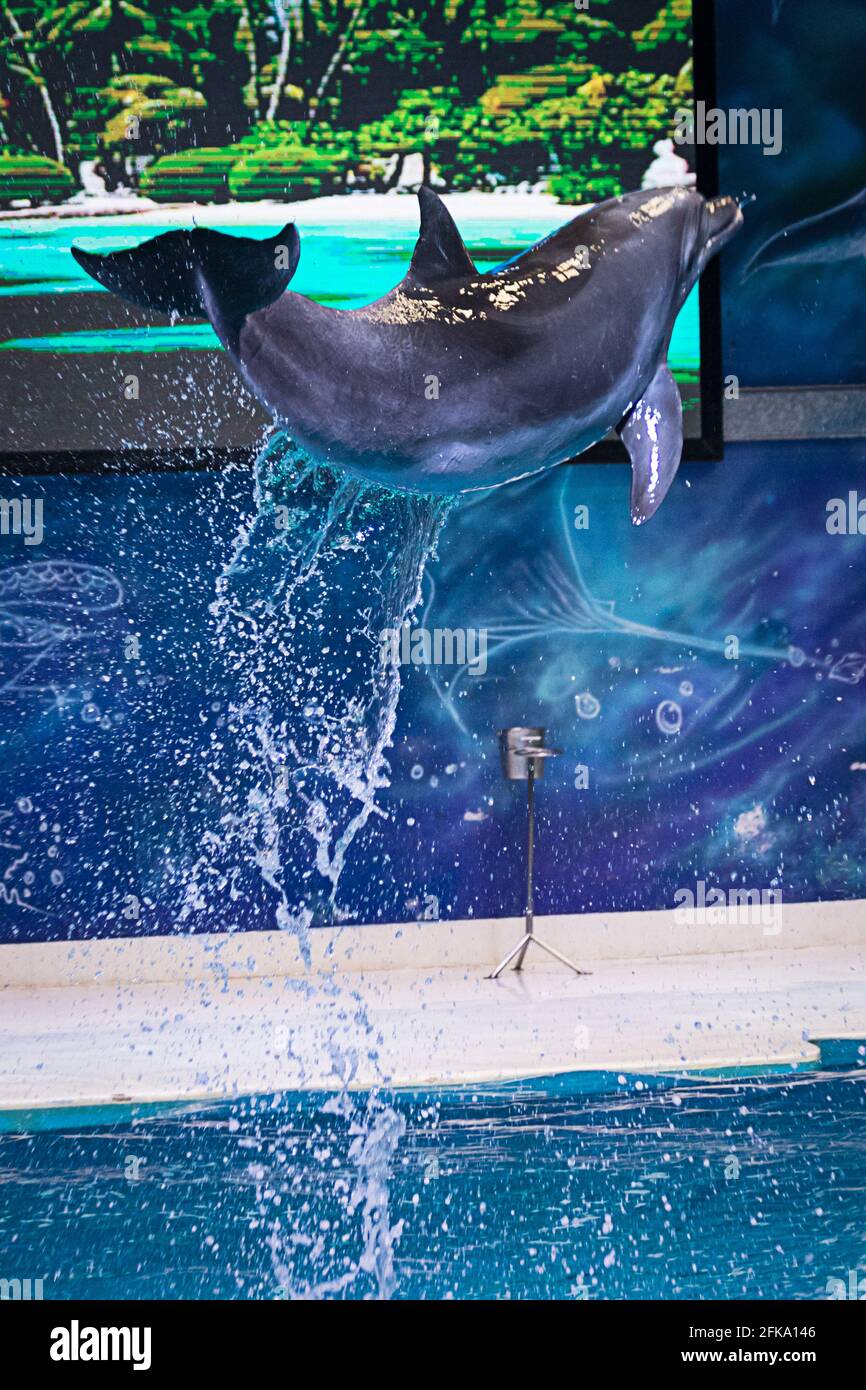 Dolphin for entertainment hi-res stock photography and images - Alamy