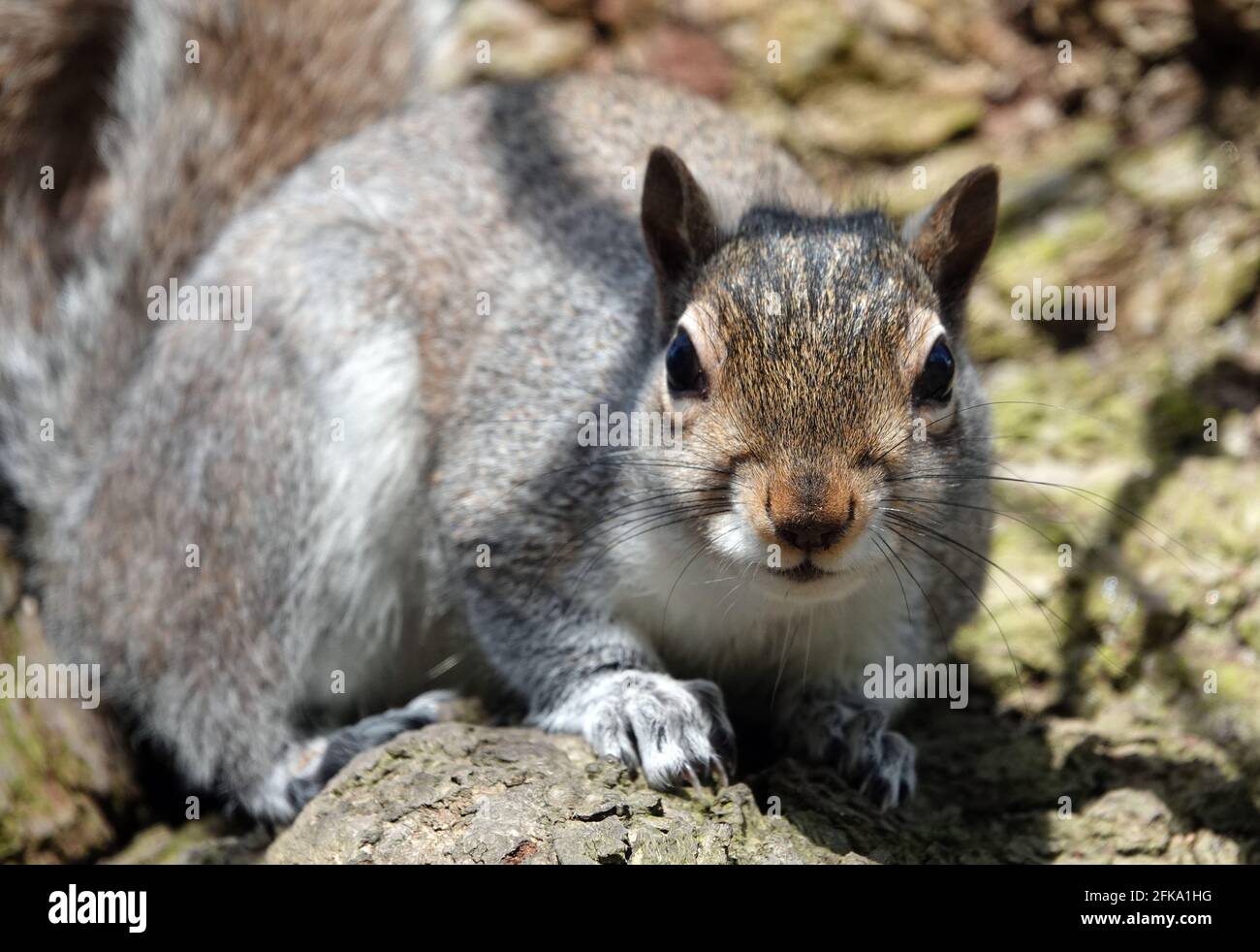 Closeup of a curious squirrel with a bushy tail looking cautiously at ...