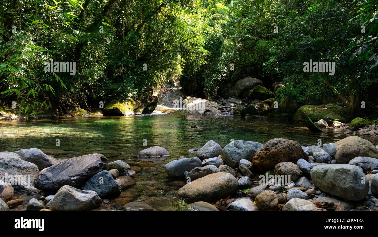 Beautiful rainforest scenery with crystal river water in Brazil Stock ...