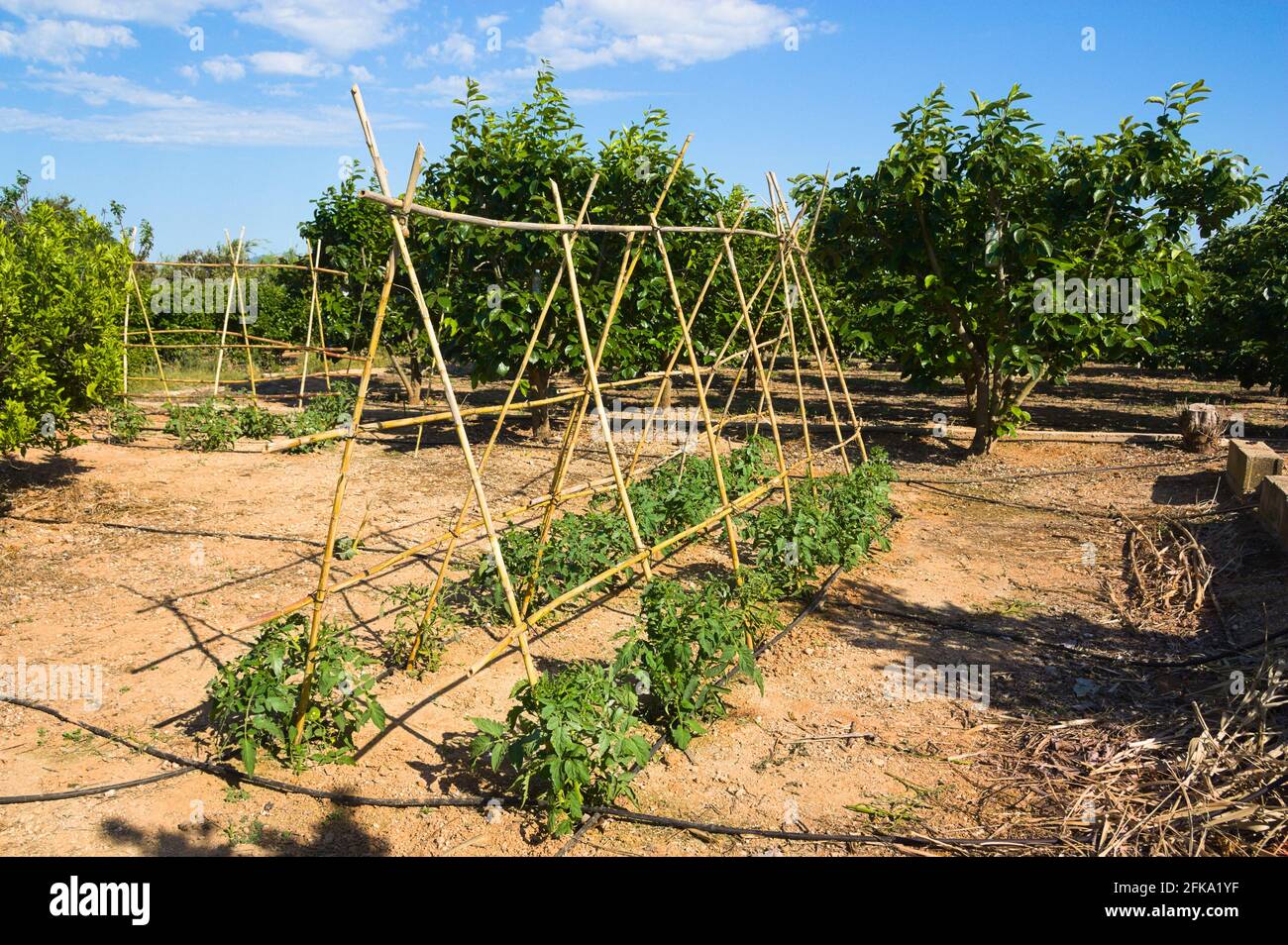 Image of some natural structures that serve to guide the branches of ...