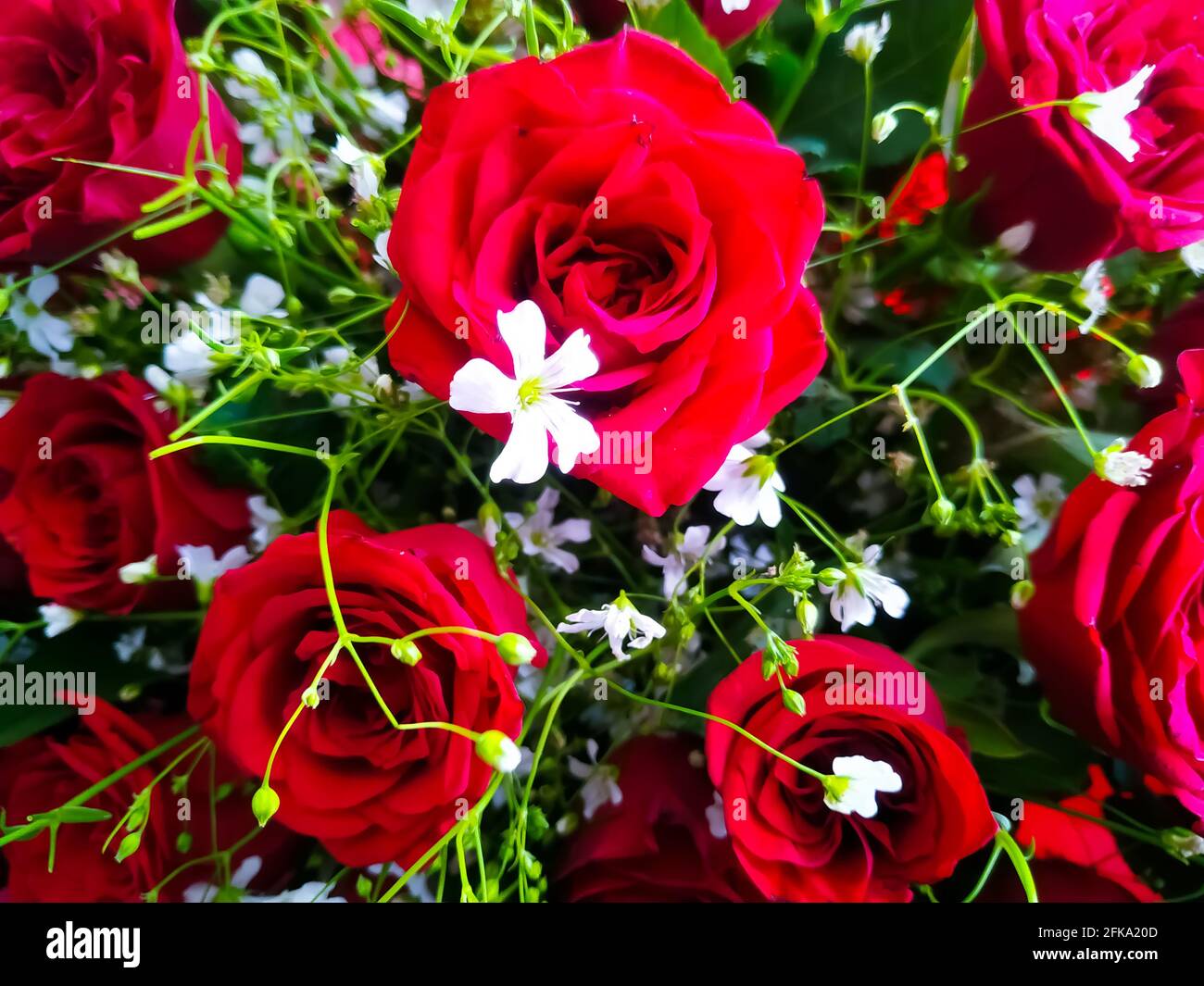Beautiful red roses and little white flowers in the bouquet Stock Photo ...
