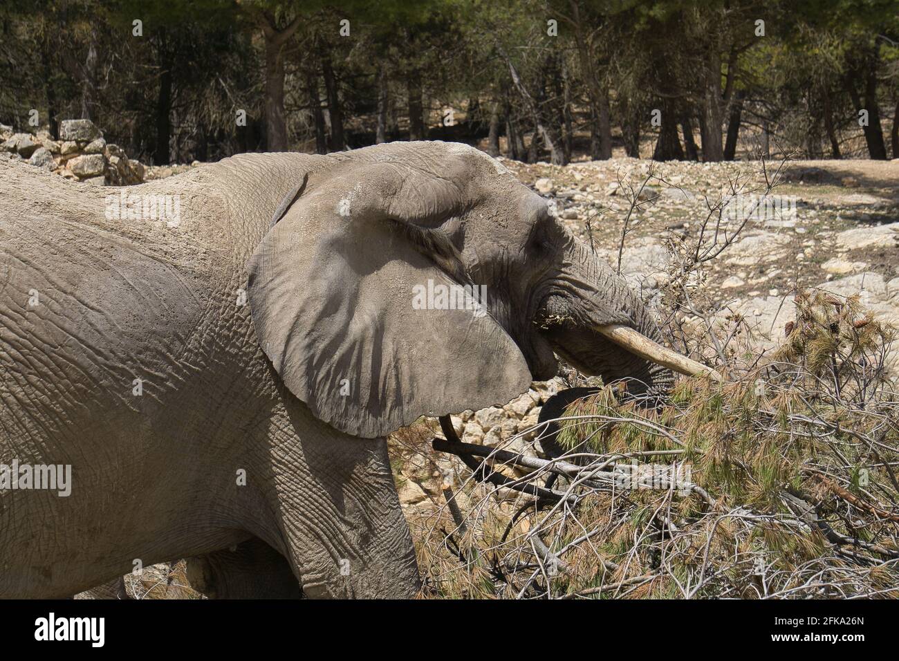 African elephant portrait in a natural park and animal reserve, located ...
