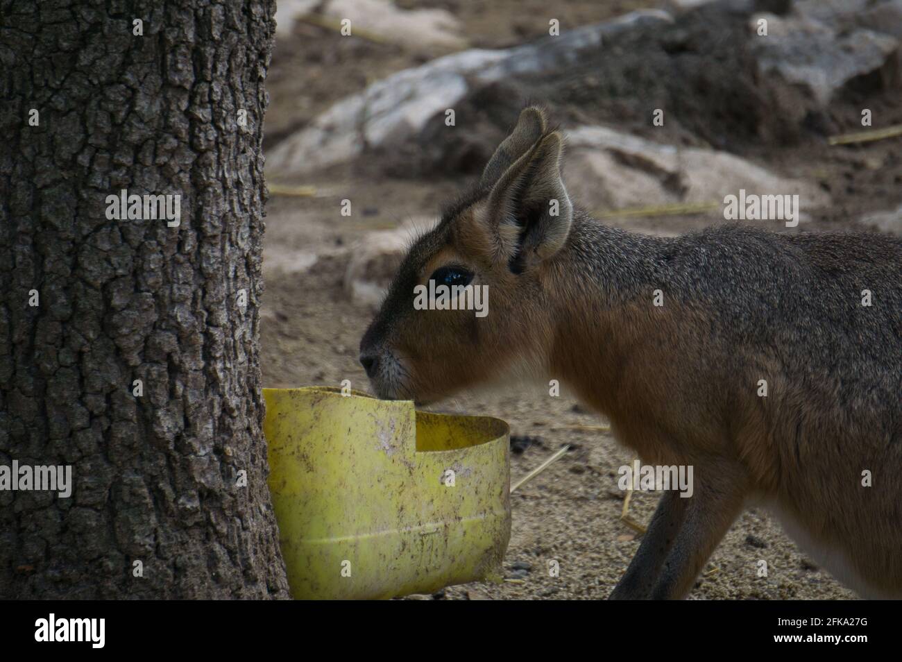 Alicante Animal