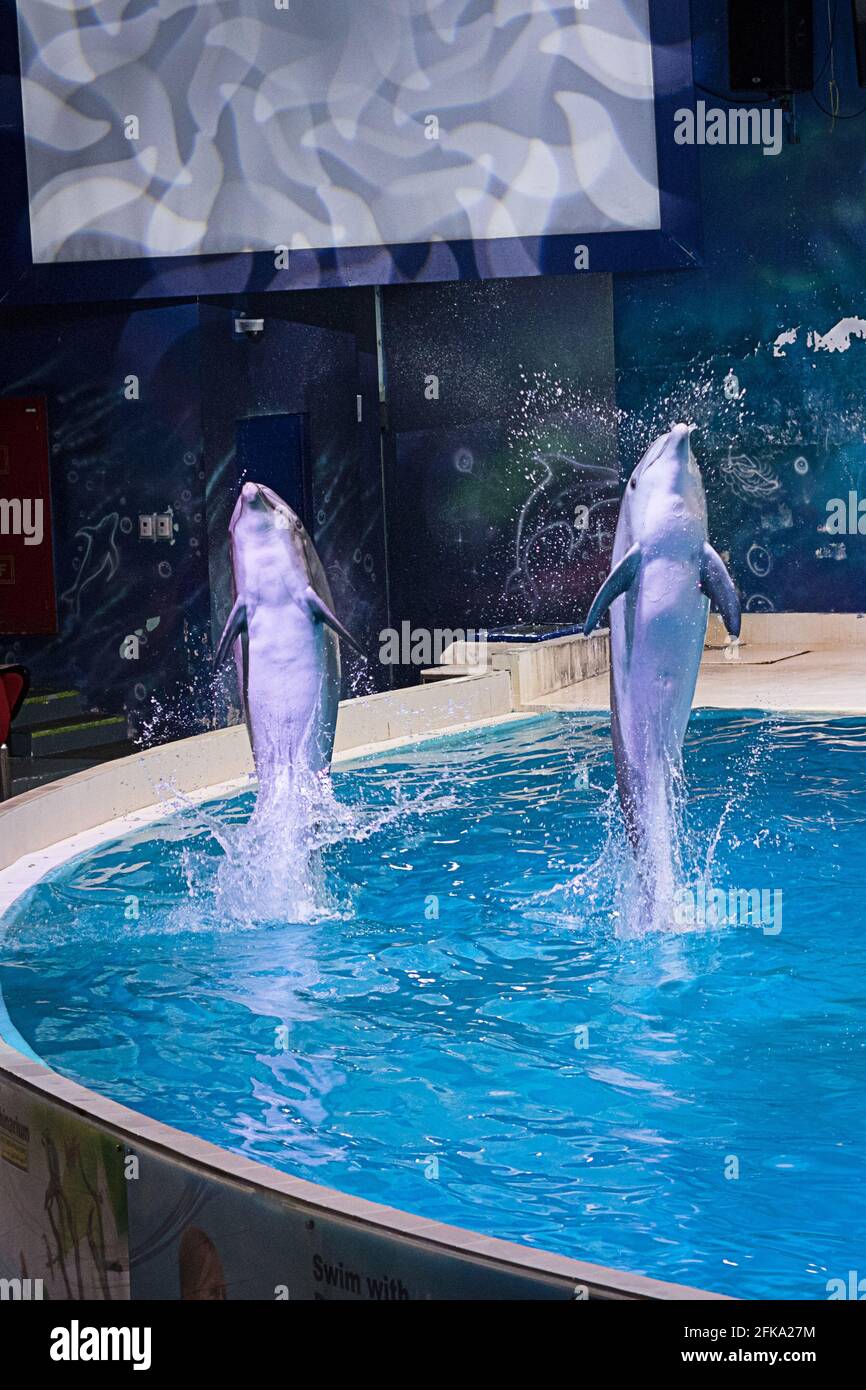 Dolphin entertainment hi-res stock photography and images - Alamy