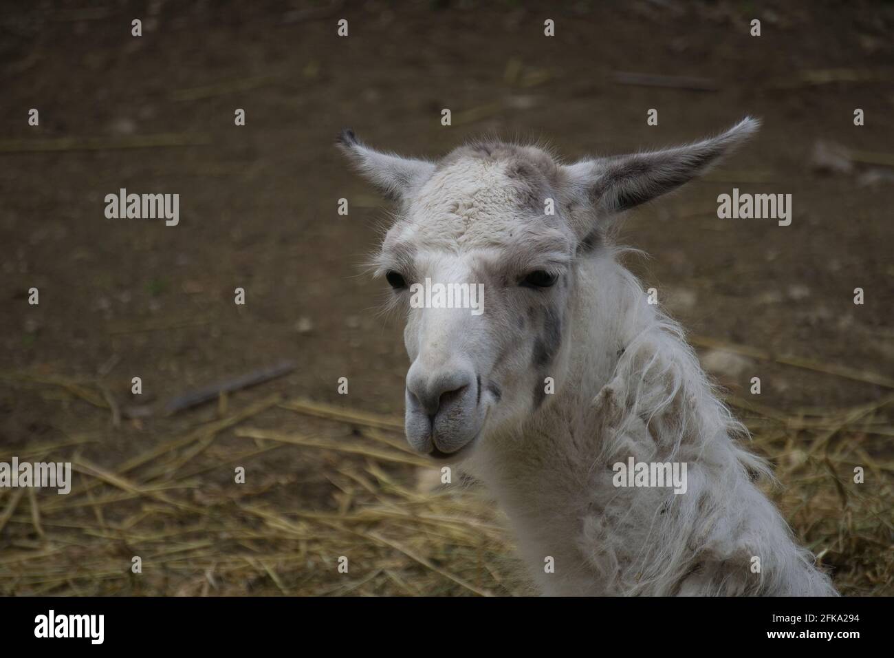 llama in a natural park and animal reserve, located in the Sierra de ...