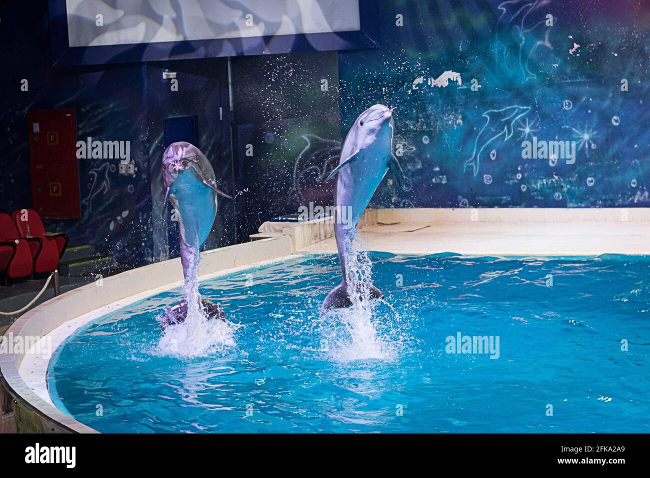 Dolphin for entertainment hi-res stock photography and images - Alamy