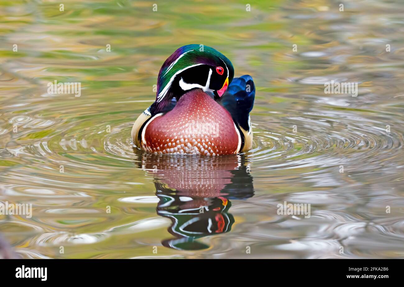 Handsome drake duck hi-res stock photography and images - Alamy