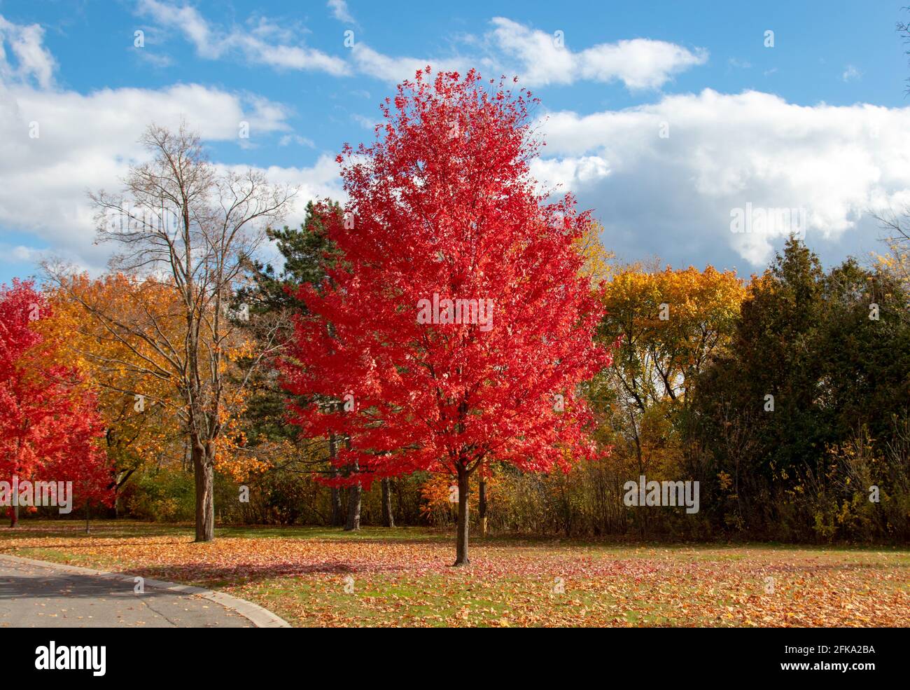 Bright red maple tree in autumn, with a blue sky and fluffy clouds ...