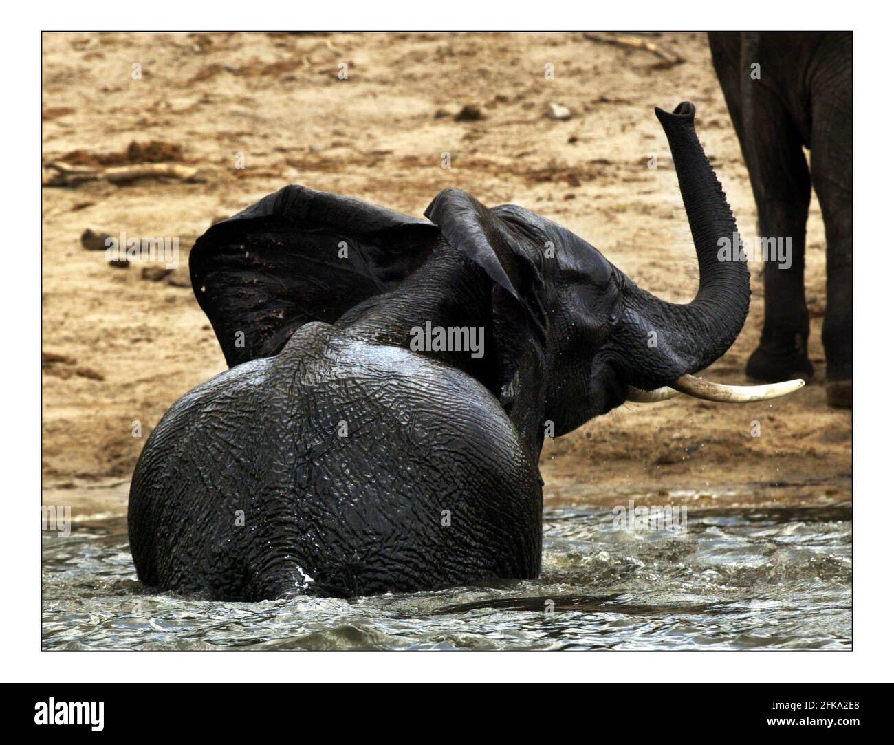 Botswana elephants crops hi-res stock photography and images - Alamy