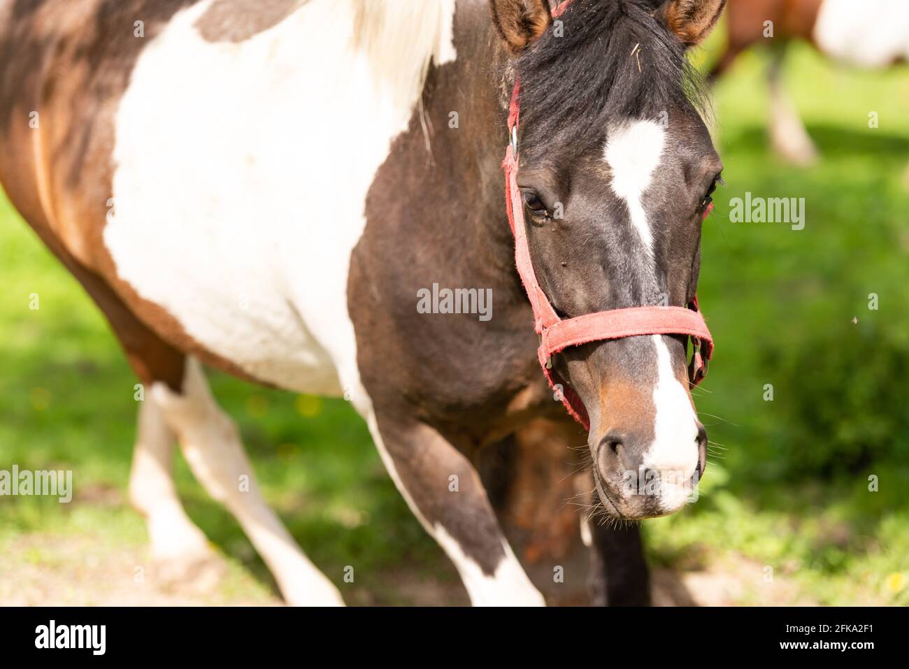 The horse runs forward. Horse in motion close-up, head view. White ...