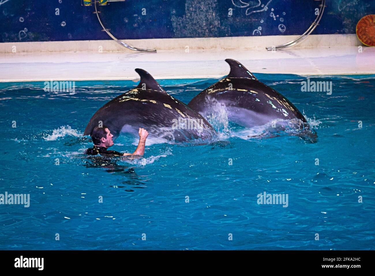 Dolphin for entertainment hi-res stock photography and images - Alamy
